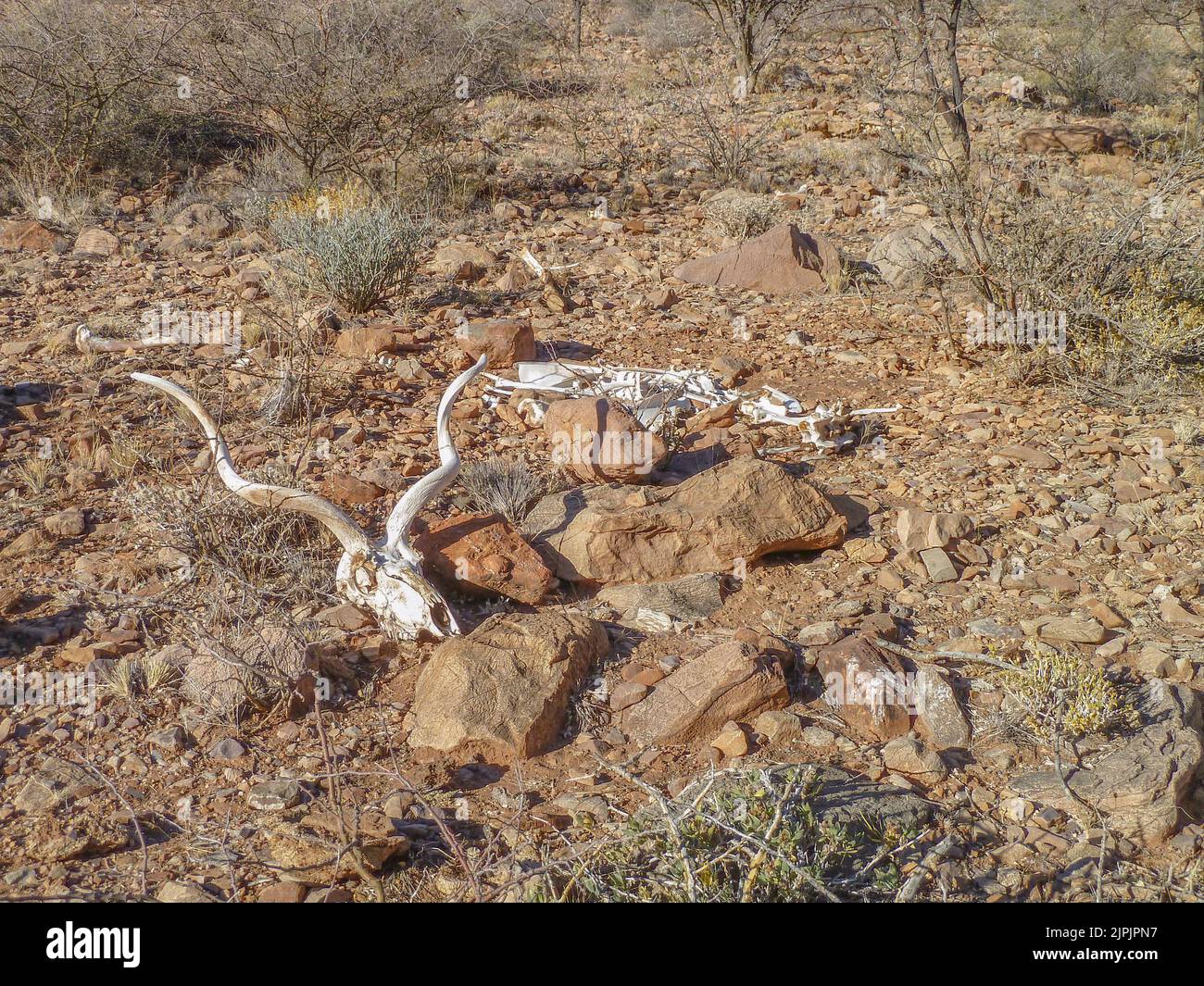 Antelope bone hi-res stock photography and images - Alamy