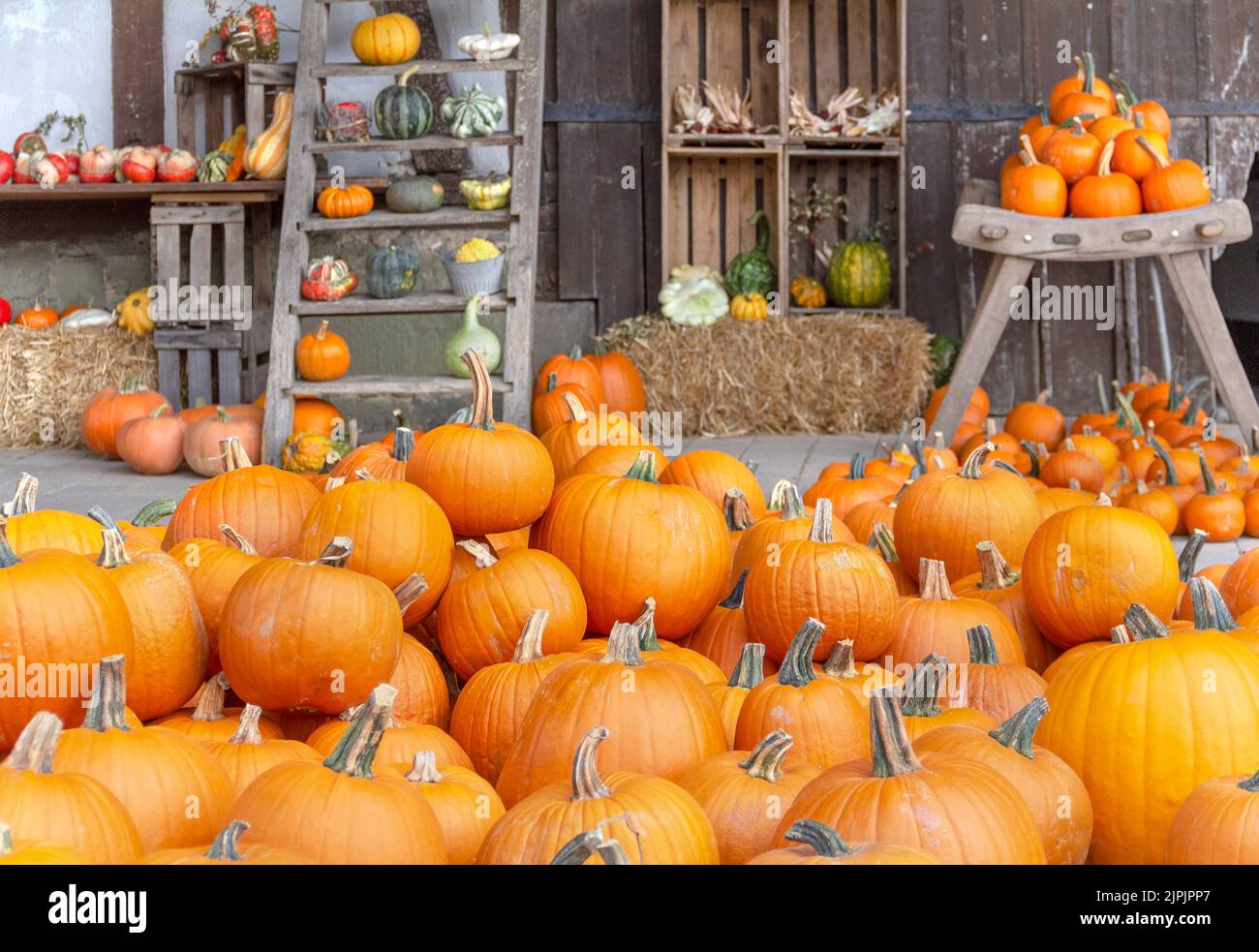 squash, thanksgiving, vegetables, autumn decoration, squashs, vegetable ...