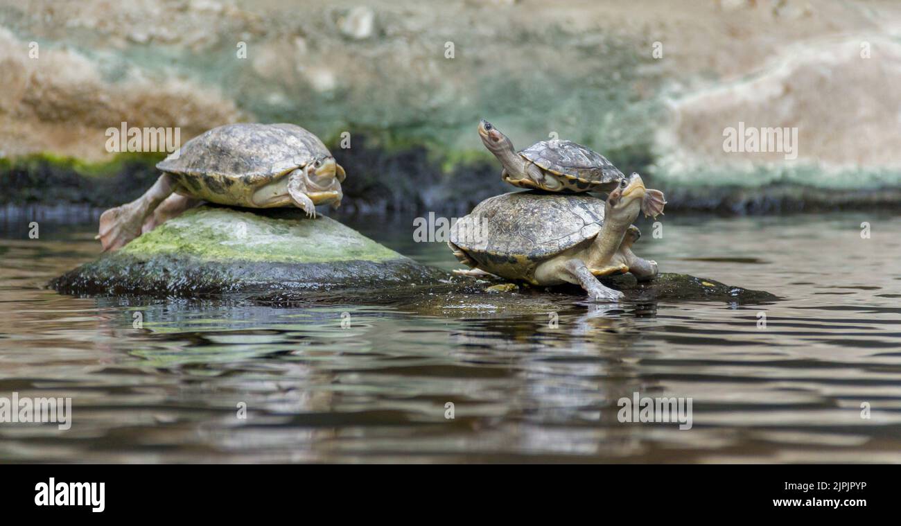 Turtle turtles hi-res stock photography and images - Alamy