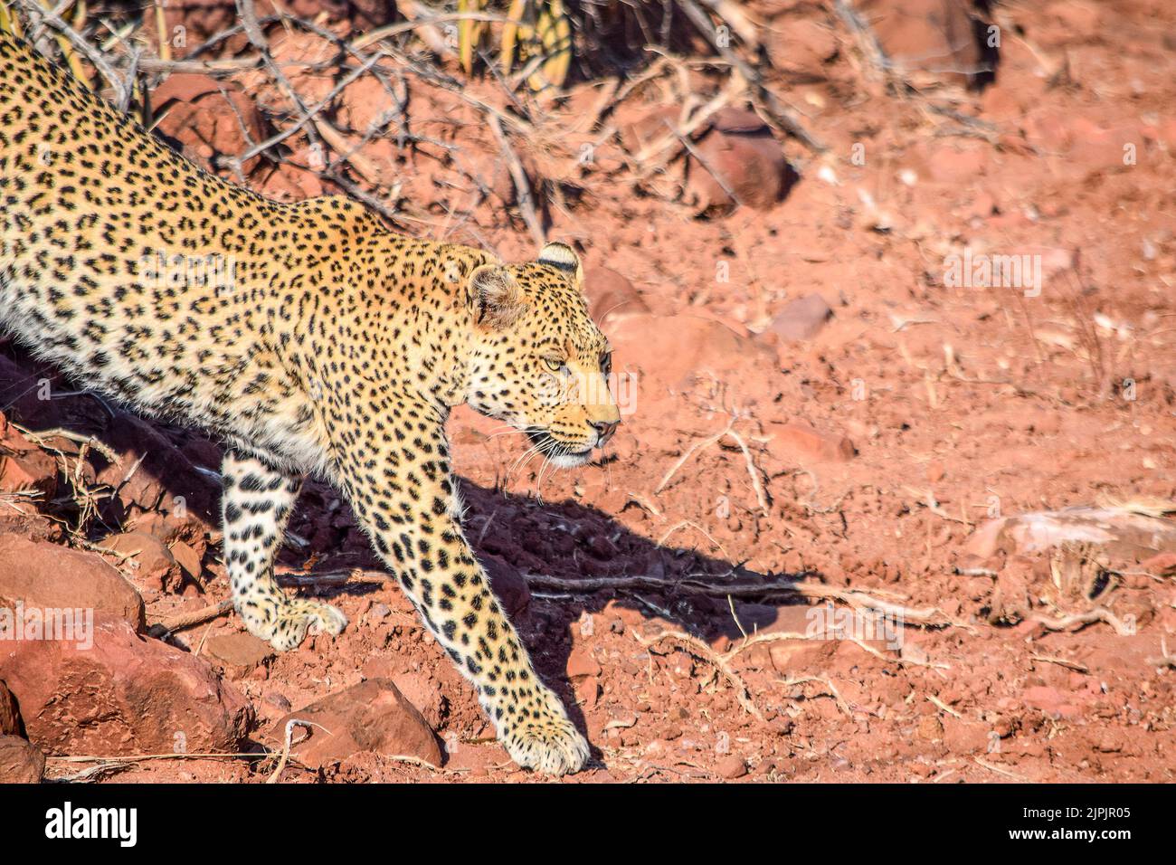 leopard, display boards Stock Photo - Alamy