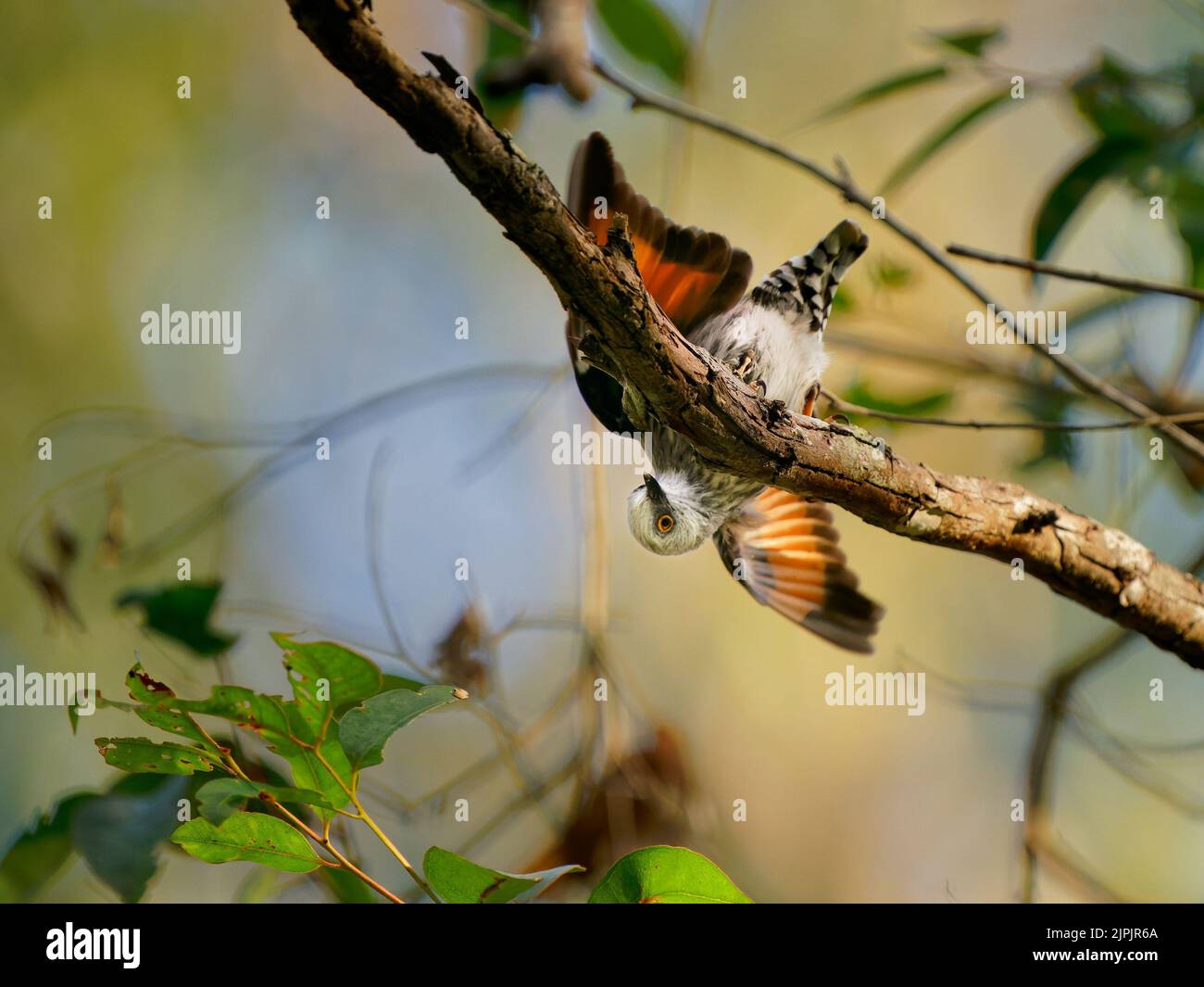 Varied sittella (Daphoenositta chrysoptera) a small forest bird of ...