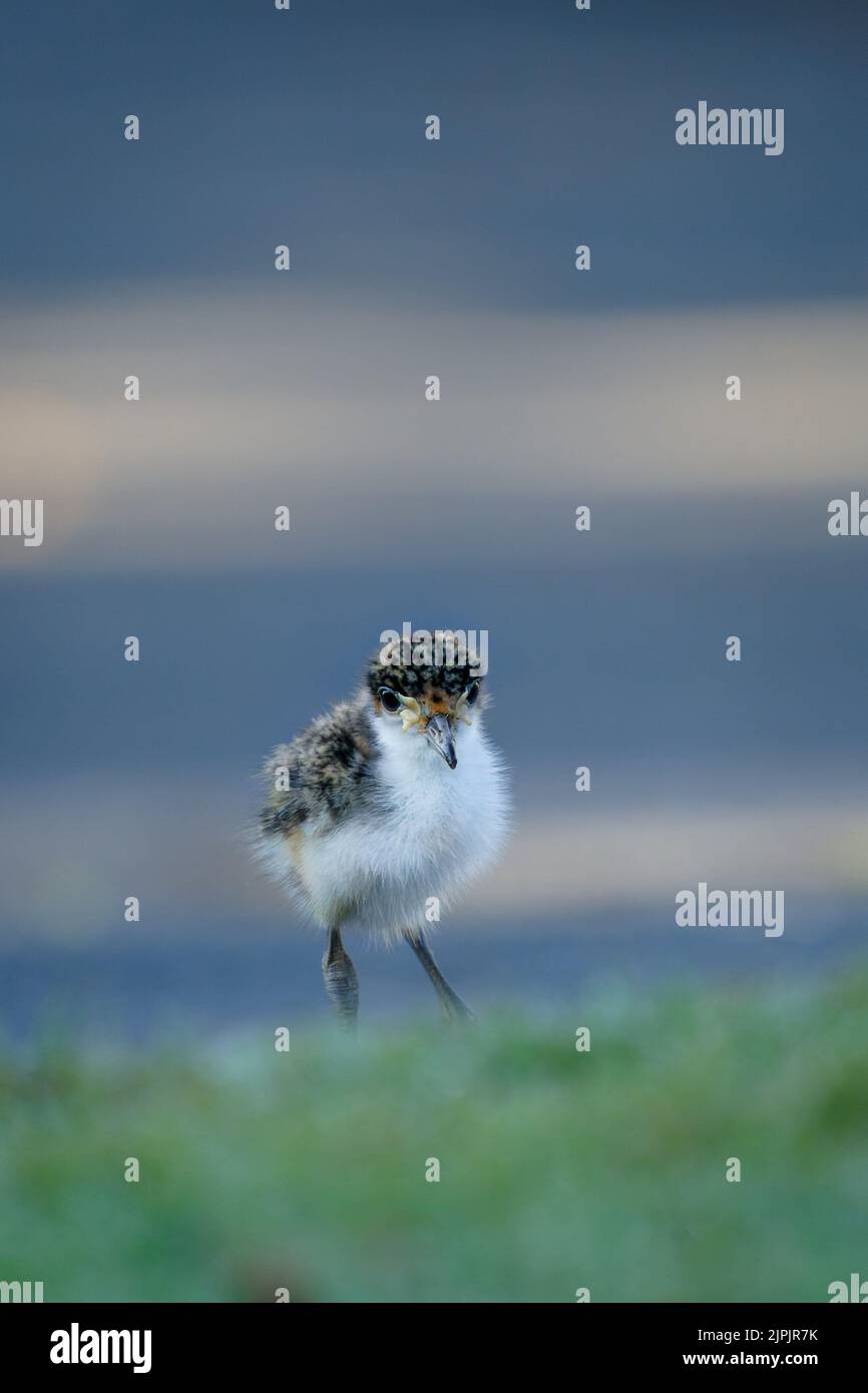 The masked lapwing (Vanellus miles) chick with beautiful background ...