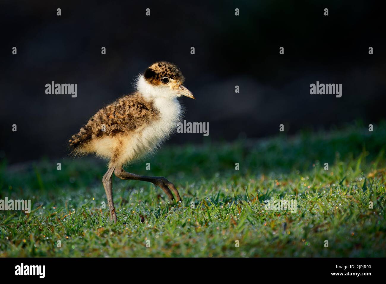 The masked lapwing (Vanellus miles) chick with beautiful background ...