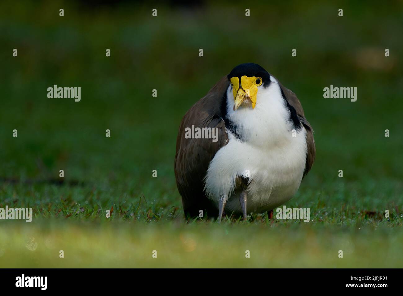 The masked lapwing (Vanellus miles) with chicks with beautiful ...