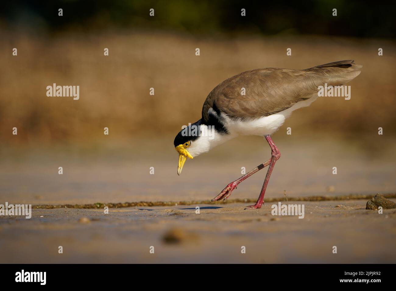 The masked lapwing (Vanellus miles) with chicks with beautiful ...