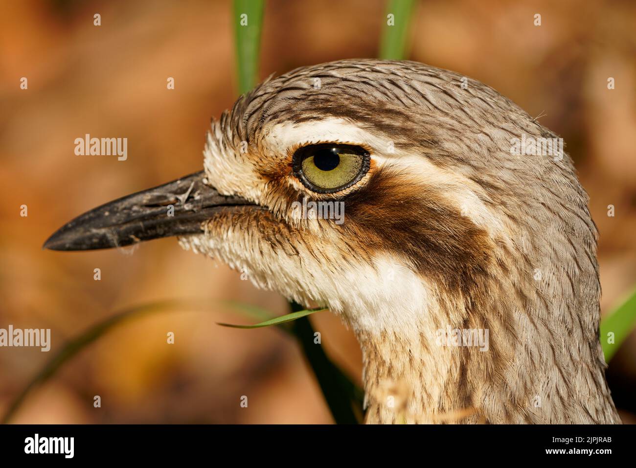 Bush stone-curlew (Burhinus grallarius) an inconspicuous interesting ...