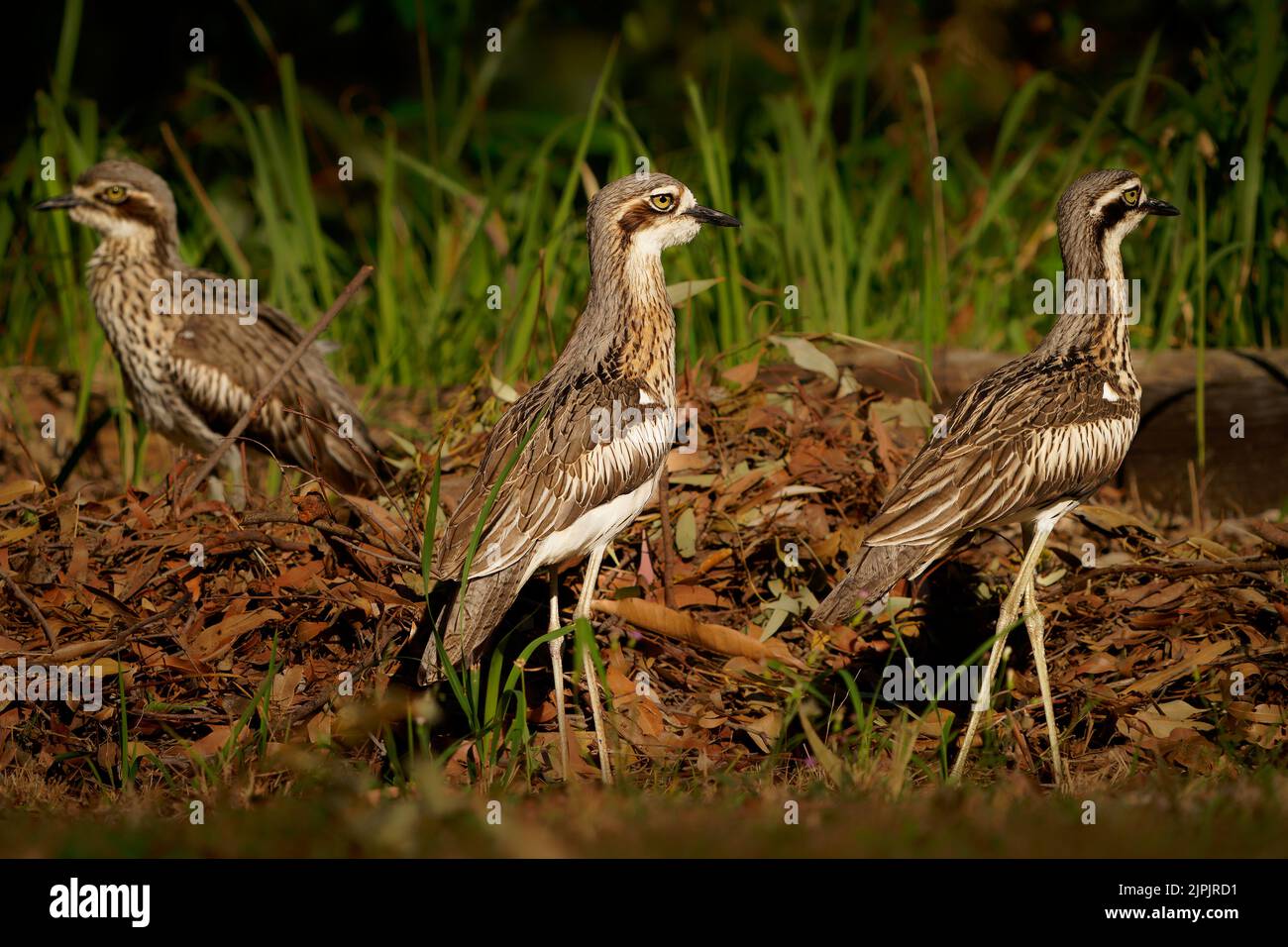 Bush stone-curlew (Burhinus grallarius) an inconspicuous interesting ...