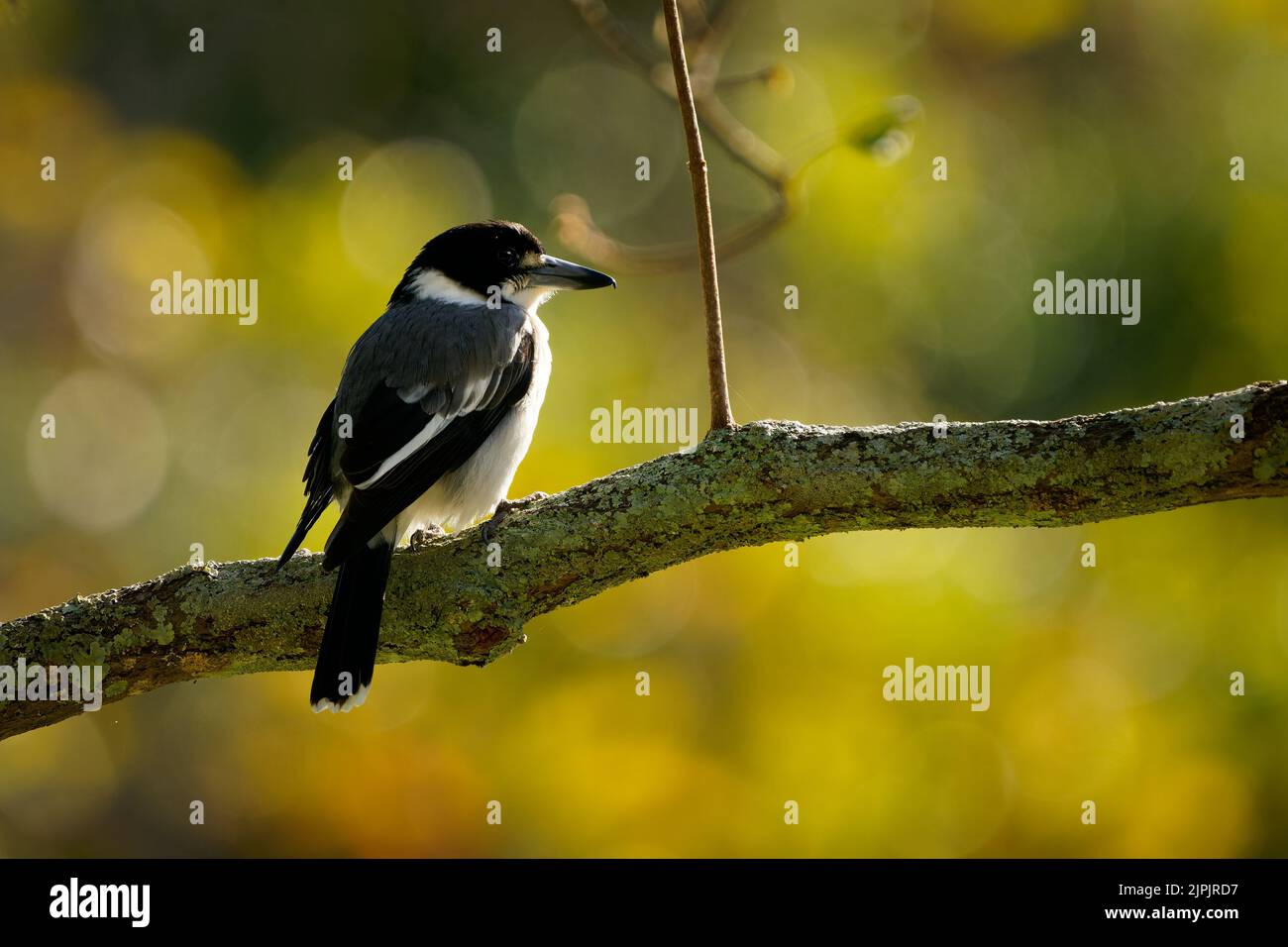 Grey butcherbird (Cracticus torquatus) a common insect eating bird of ...