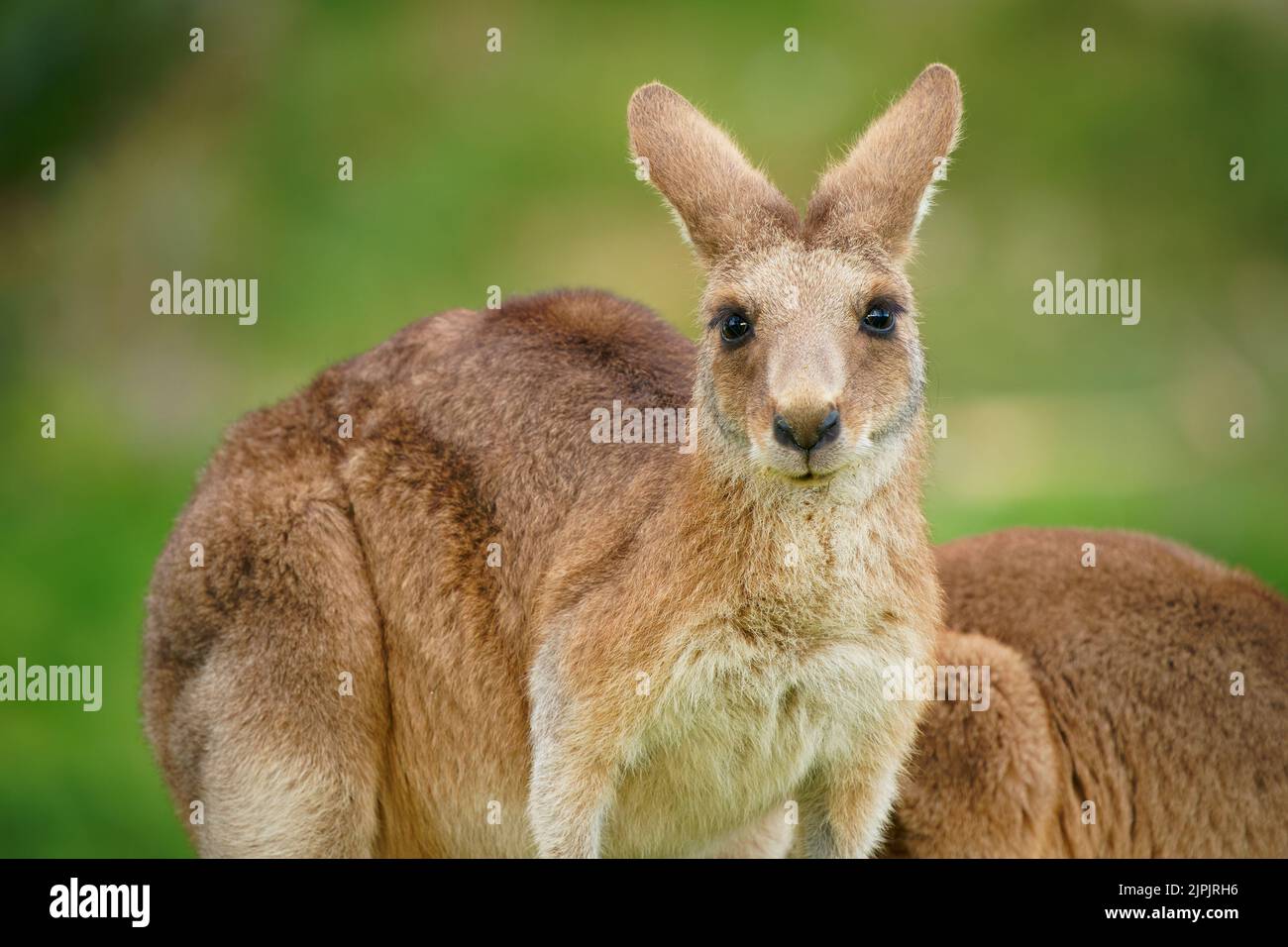 Eastern Grey Kangaroo (Macropus giganteus) on meadow, very cute animal with baby with green ...