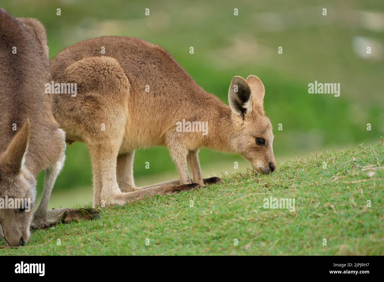 Eastern Grey Kangaroo (Macropus giganteus) on meadow, very cute animal with baby with green ...