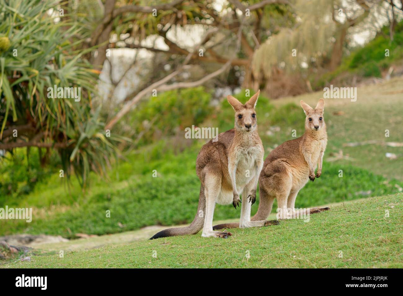 Eastern Grey Kangaroo (Macropus giganteus) on meadow, very cute animal ...