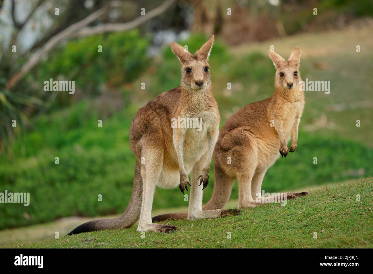 Eastern Grey Kangaroo (Macropus giganteus) on meadow, very cute animal ...
