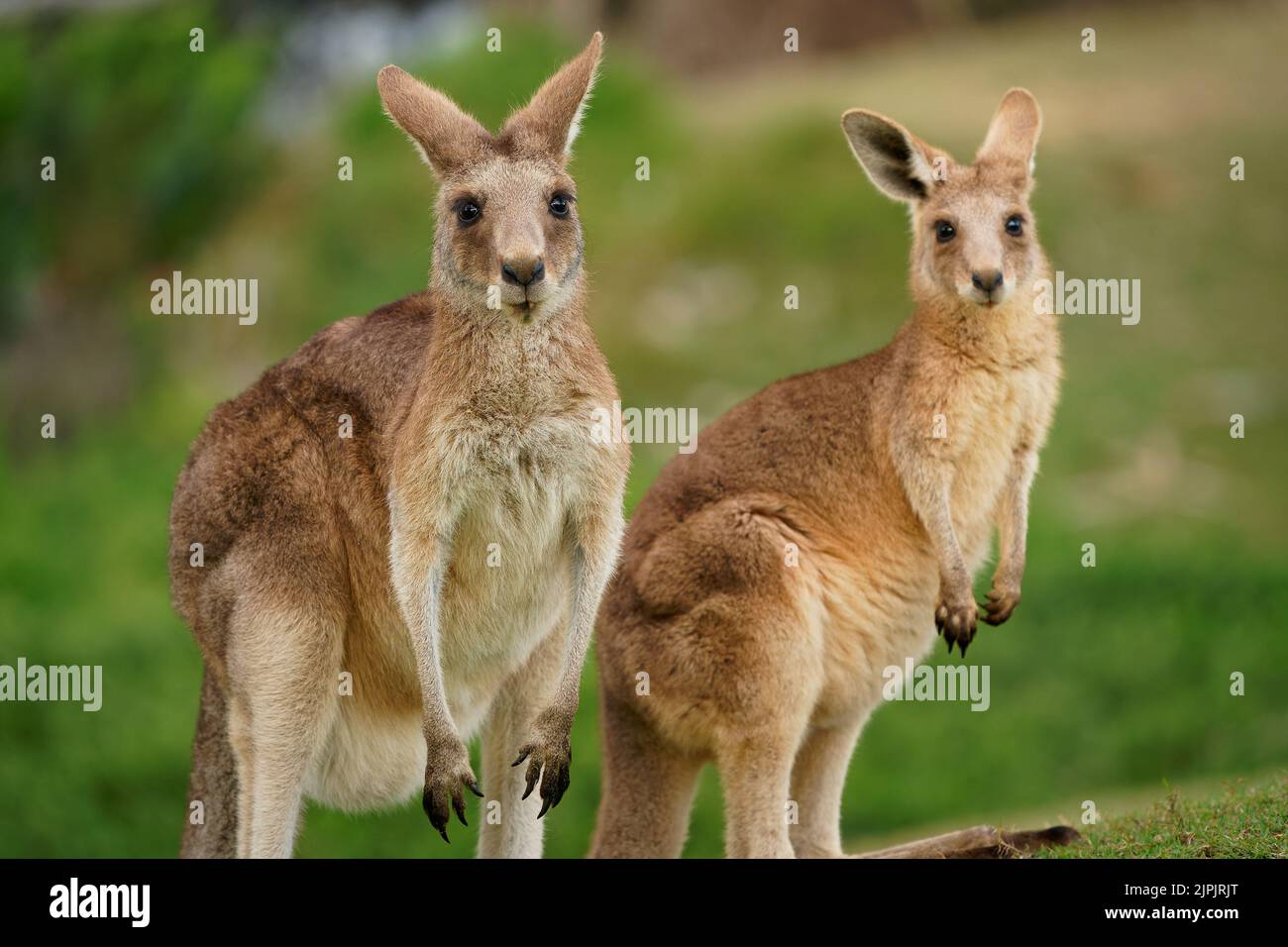 Eastern Grey Kangaroo (Macropus giganteus) on meadow, very cute animal ...