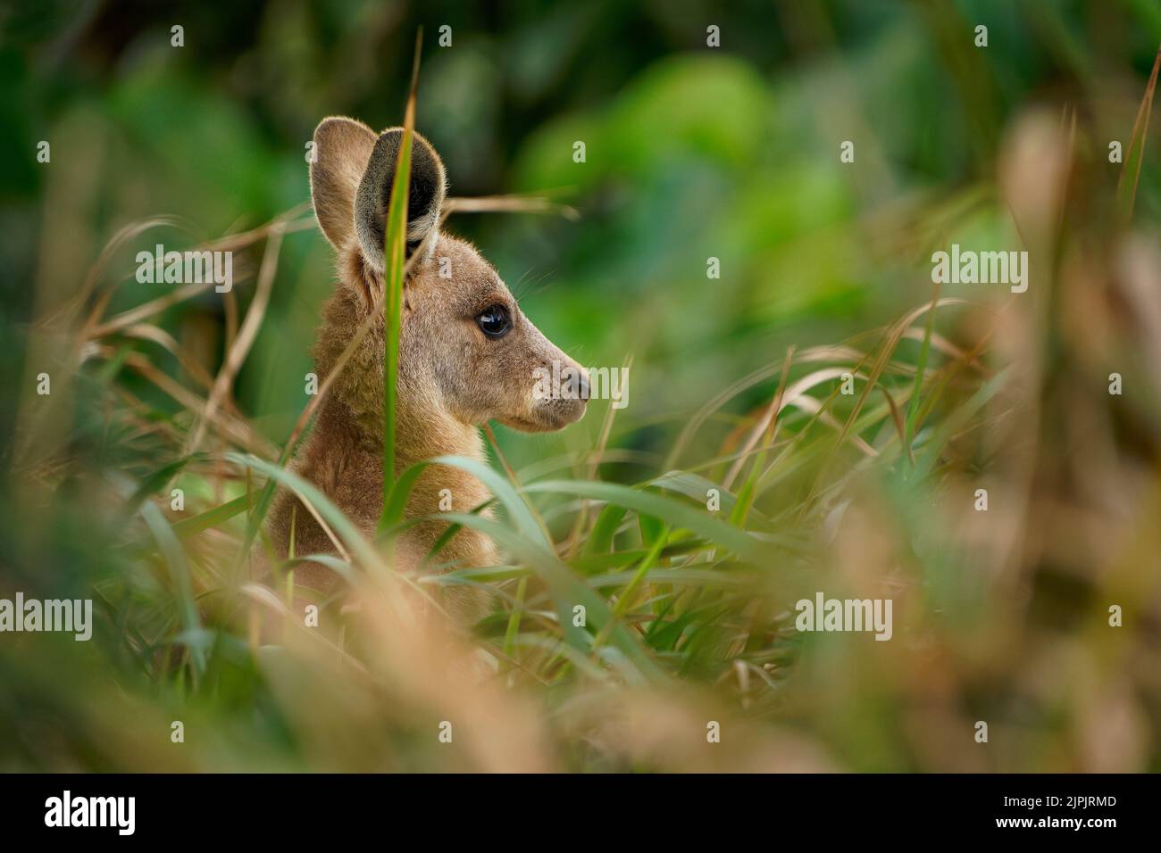 Eastern Grey Kangaroo (Macropus giganteus) on meadow, very cute animal with baby with green ...