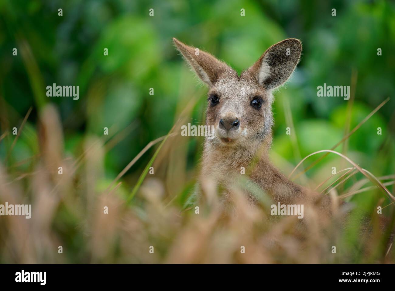 Eastern Grey Kangaroo (Macropus giganteus) on meadow, very cute animal with baby with green ...