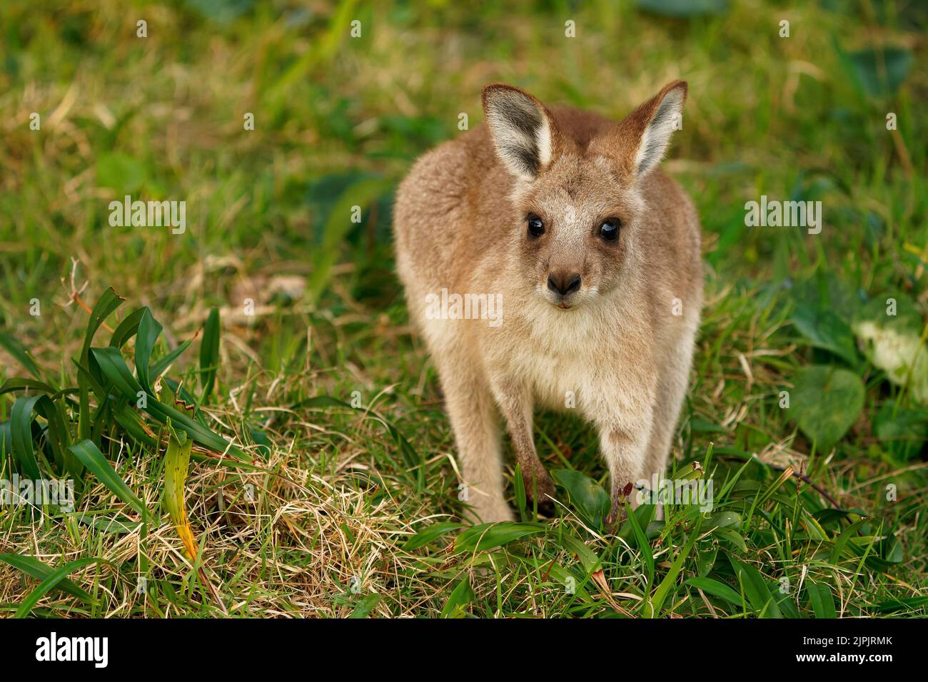 Eastern Grey Kangaroo (Macropus giganteus) on meadow, very cute animal with baby with green ...