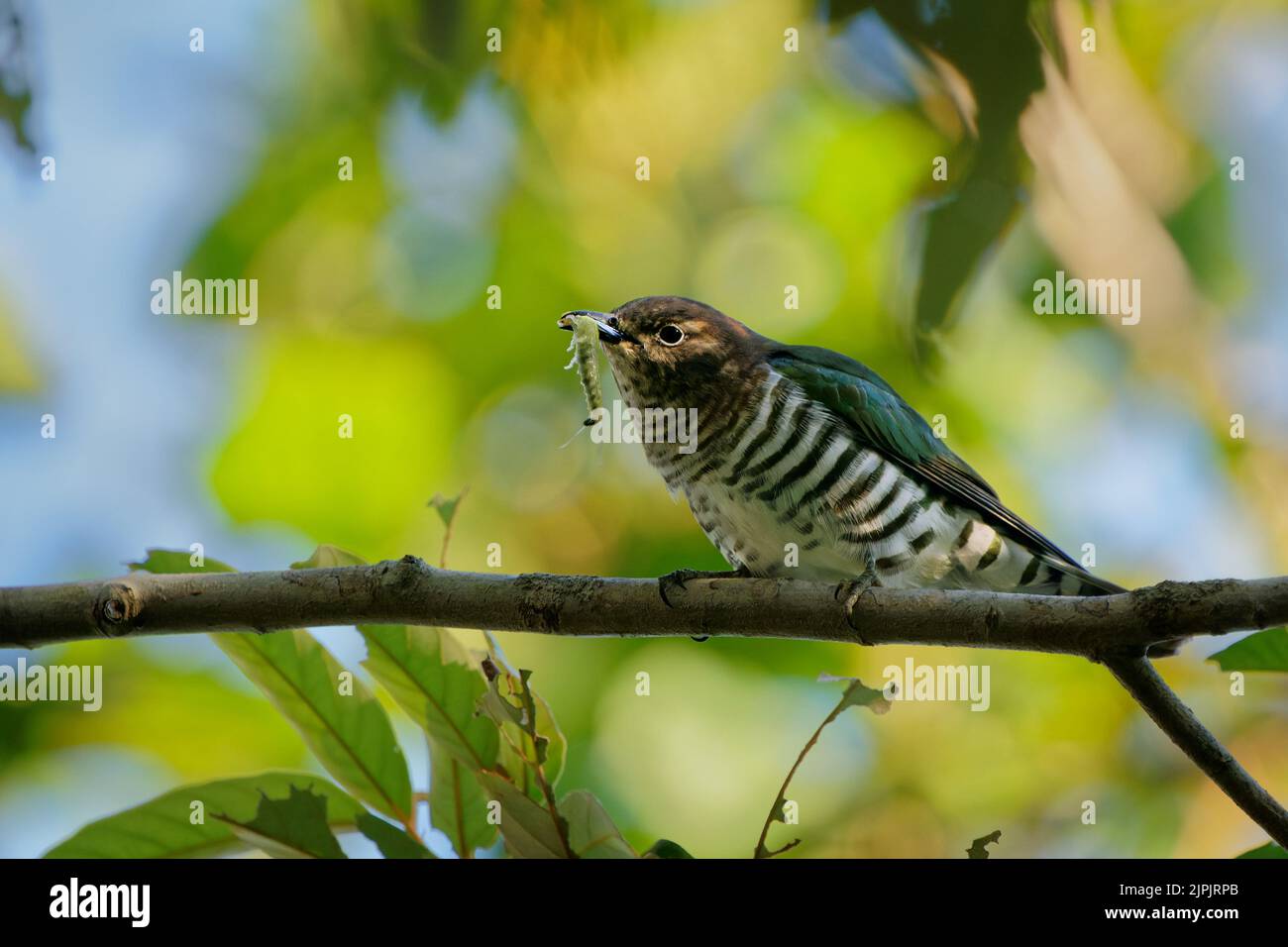 Shining bronze-cuckoo (Chrysococcyx lucidus) a beautiful tiny cuckoo ...