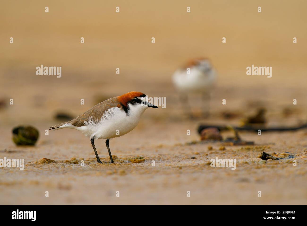 Red capped species hi-res stock photography and images - Alamy