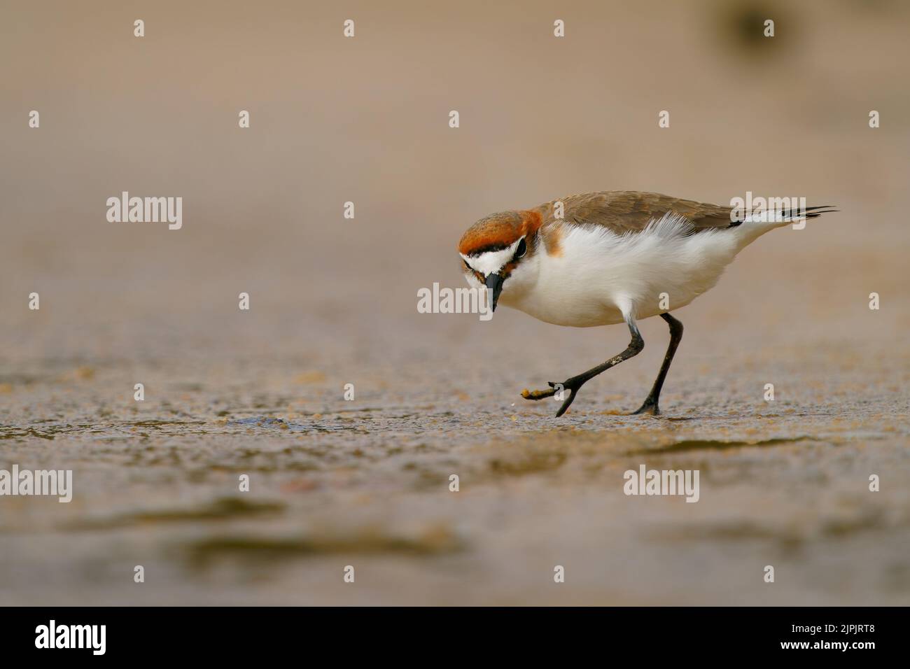 Red-capped plover (Charadrius ruficapillus) a small wader, shorebird on ...