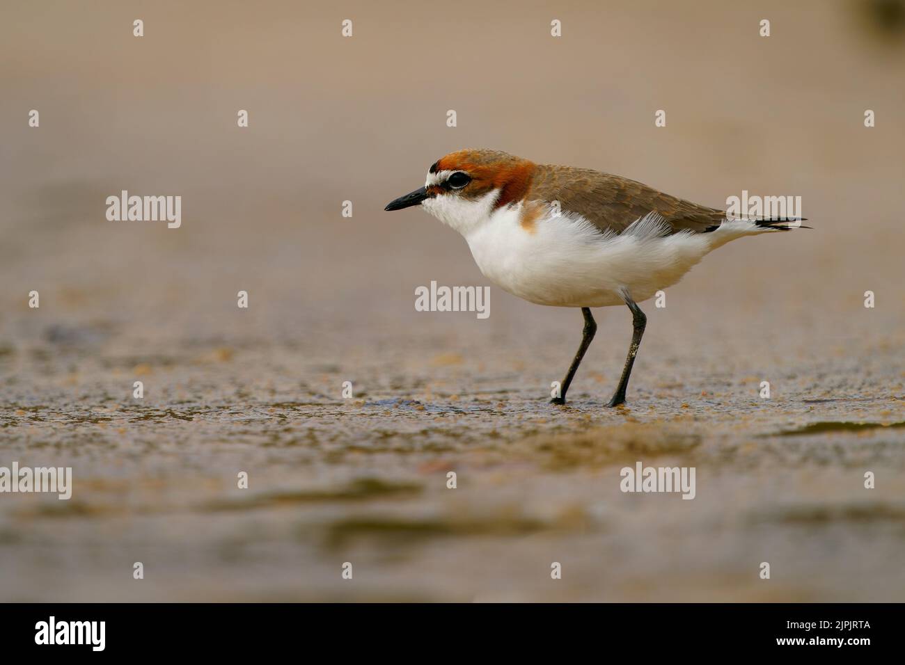 Red-capped plover (Charadrius ruficapillus) a small wader, shorebird on ...