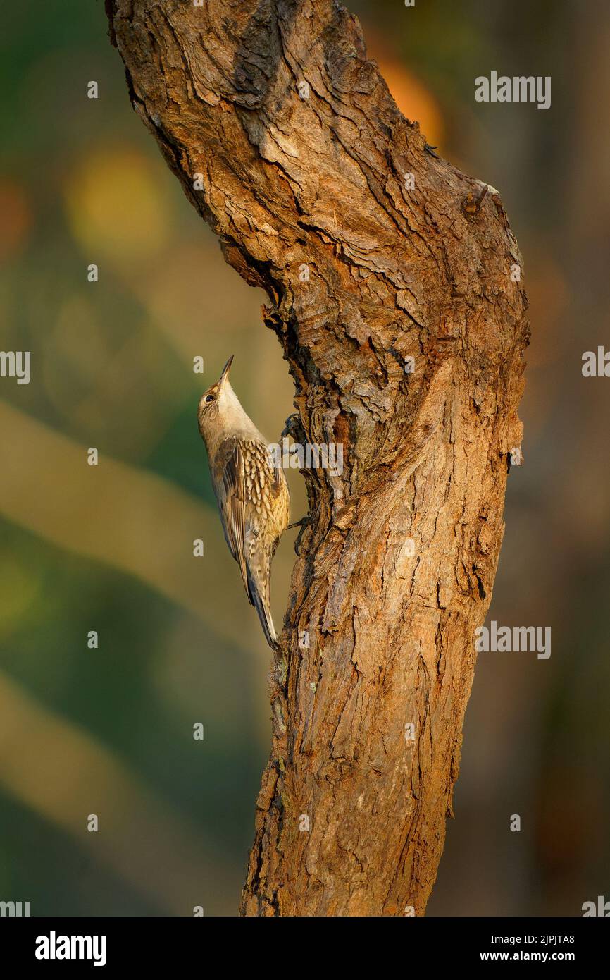 White-throated treecreeper (Cormobates leucophaea), an interesting ...