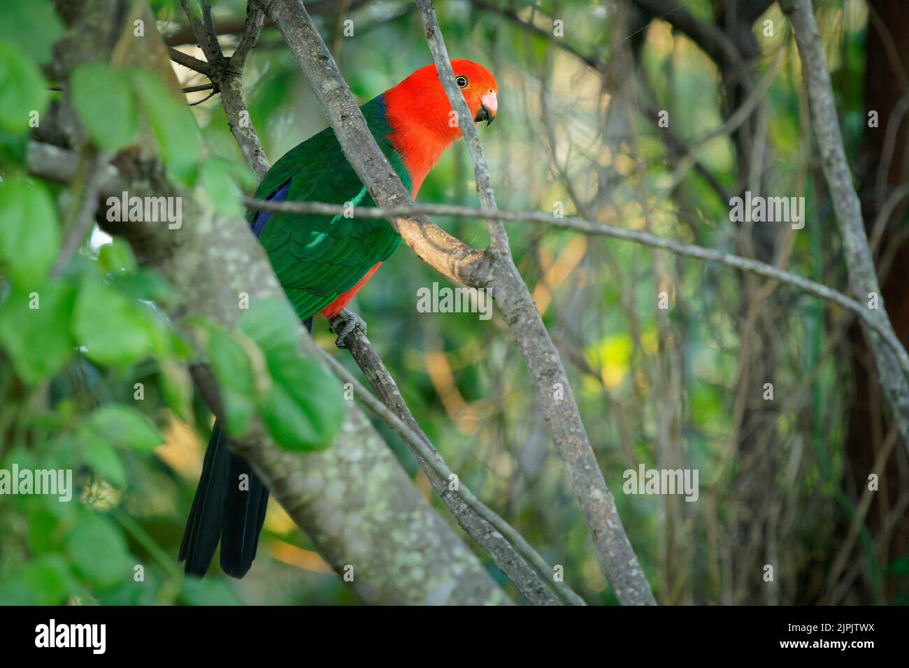 Australian king parrot (Alisterus scapularis) a beautiful red and green ...