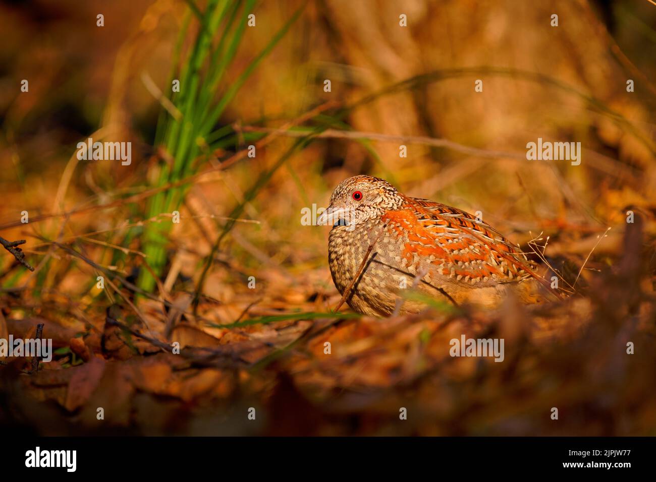 Painted buttonquail (Turnix varius) a special endemic bird of Australia ...