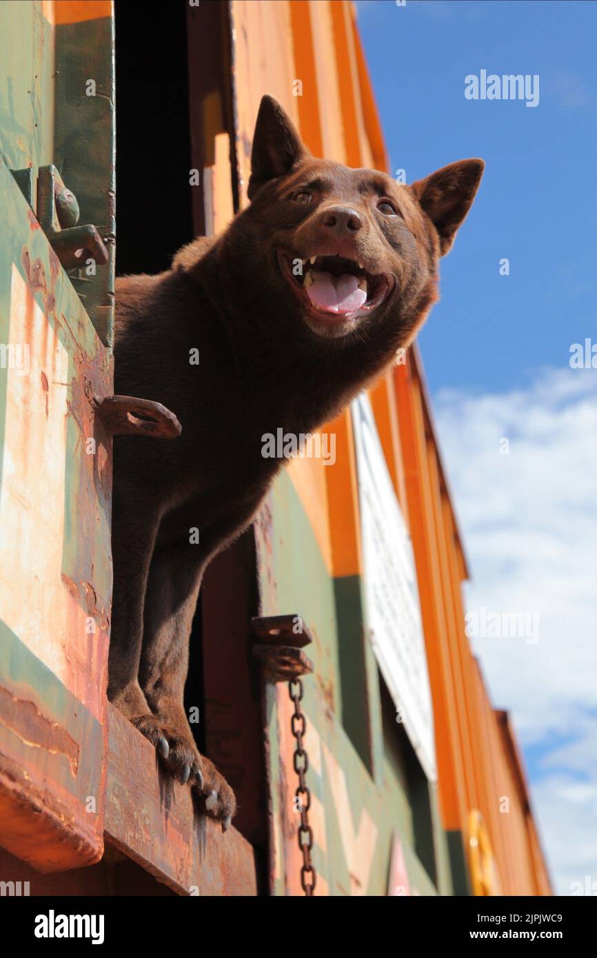 Red dog film still hi-res stock photography and images - Alamy