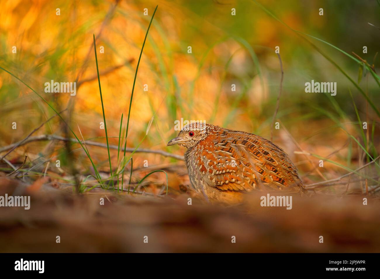Painted buttonquail (Turnix varius) a special endemic bird of Australia ...