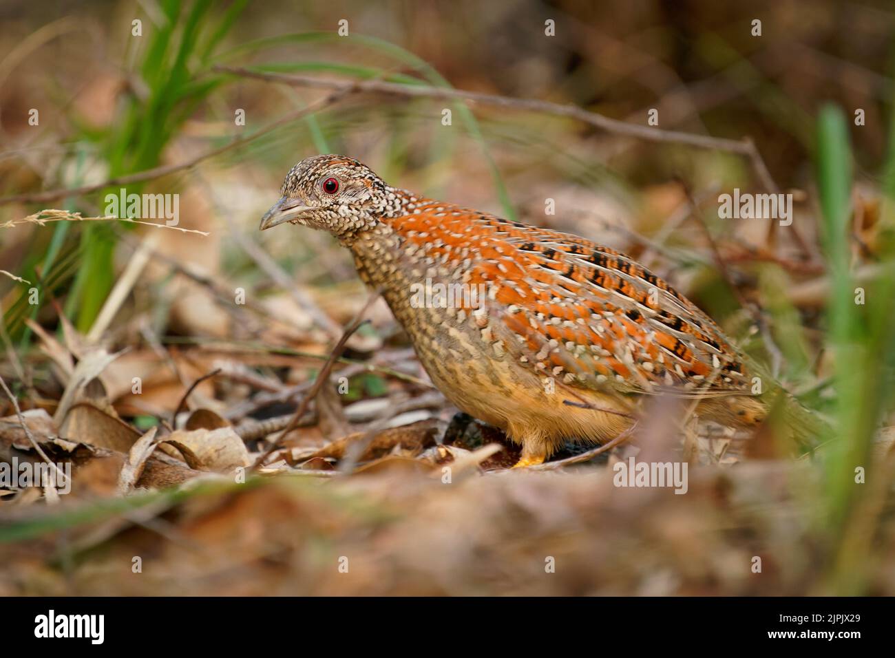 Painted buttonquail (Turnix varius) a special endemic bird of Australia which looks like quail ...