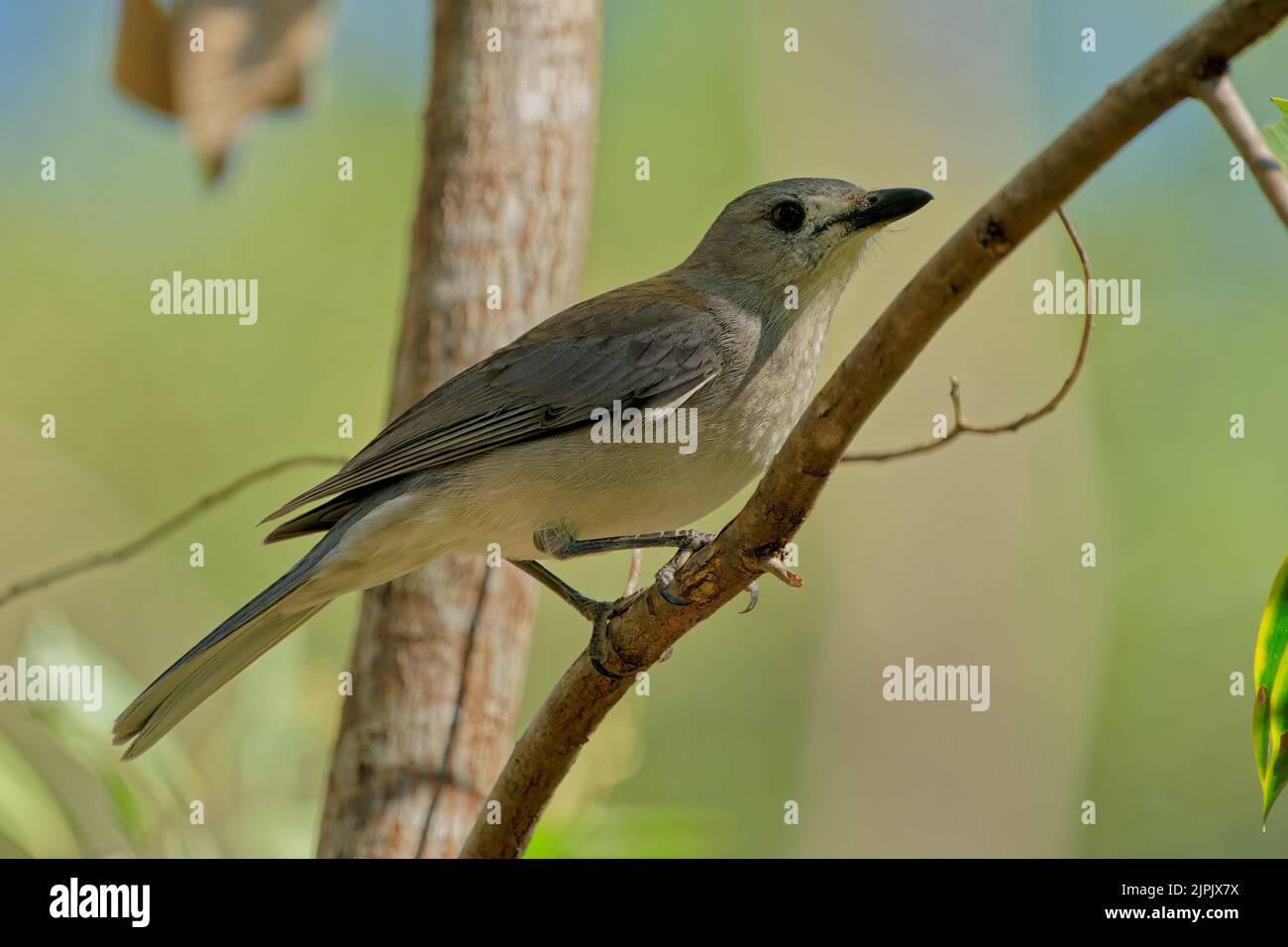 Common australian bird hi-res stock photography and images - Alamy