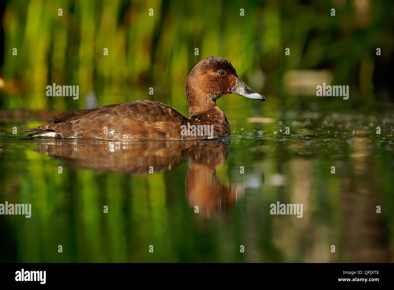 Hardhead (Aythya australis) a brown australian duck swimming on a ...