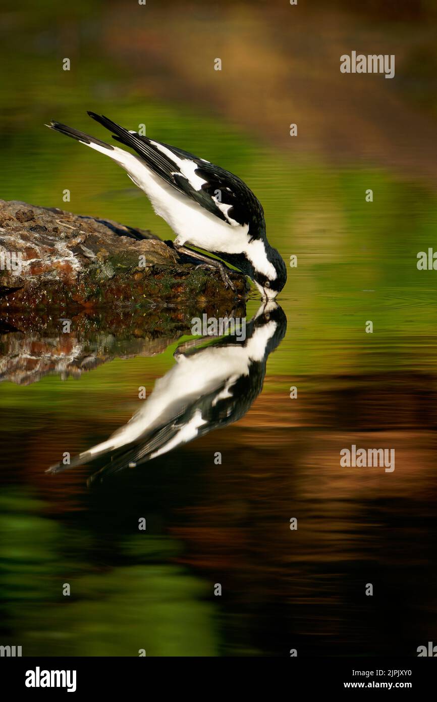 Magpie-lark (Grallina cyanoleuca), a colourful common australian bird ...