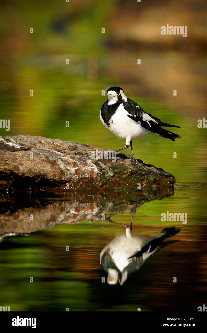 Magpie-lark (Grallina cyanoleuca), a colourful common australian bird ...