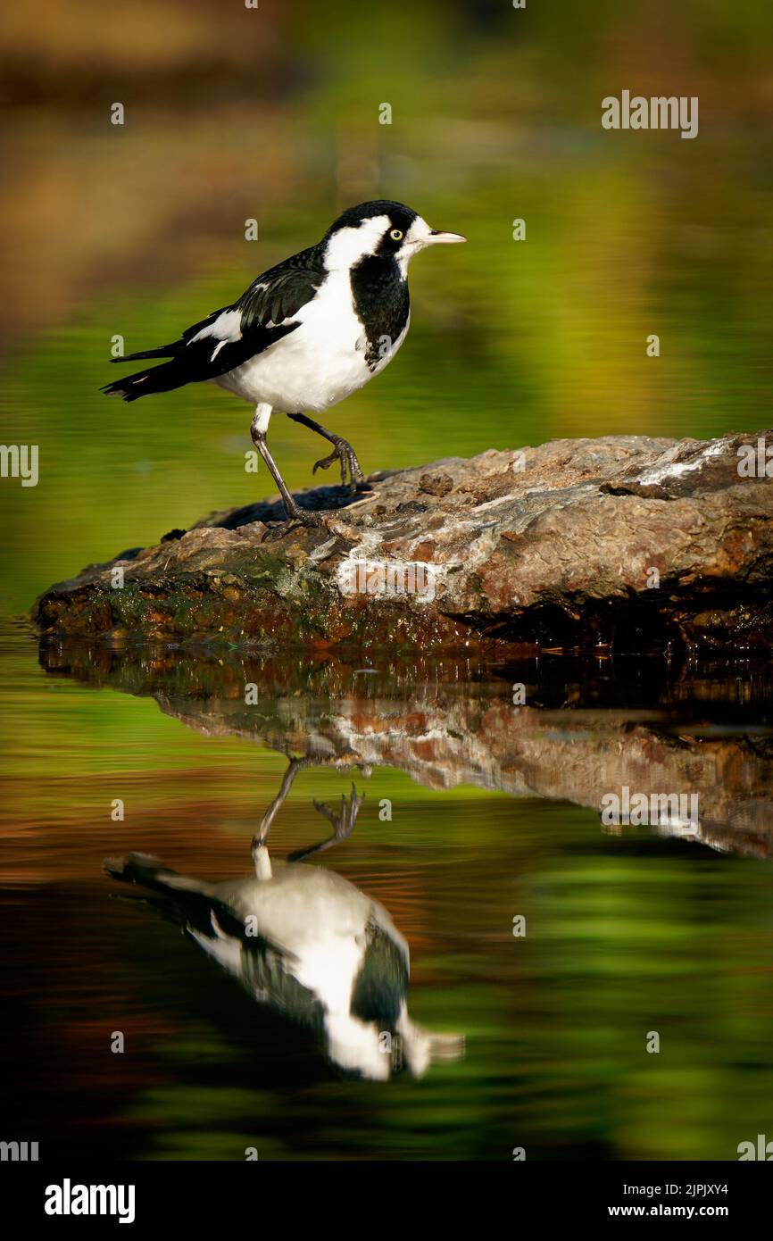 Magpie-lark (Grallina cyanoleuca), a colourful common australian bird ...