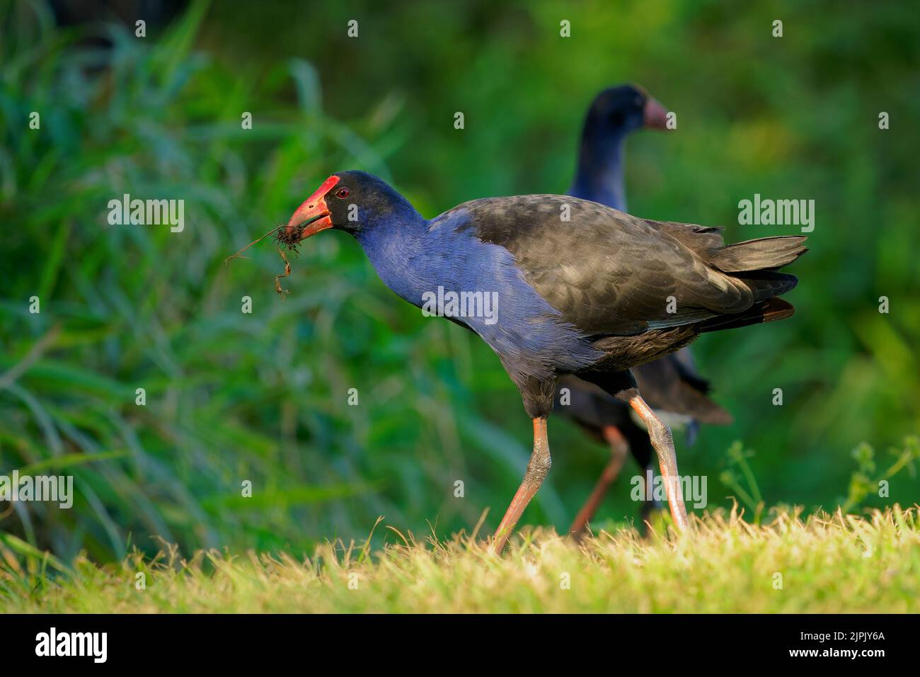 Australasian swamphen (Porphyrio melanotus), a beautiful interesting ...