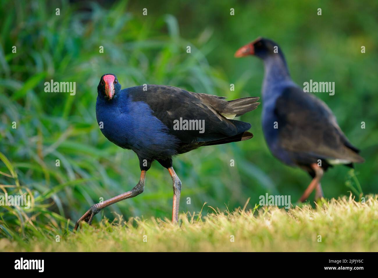 Australasian swamphen (Porphyrio melanotus), a beautiful interesting ...