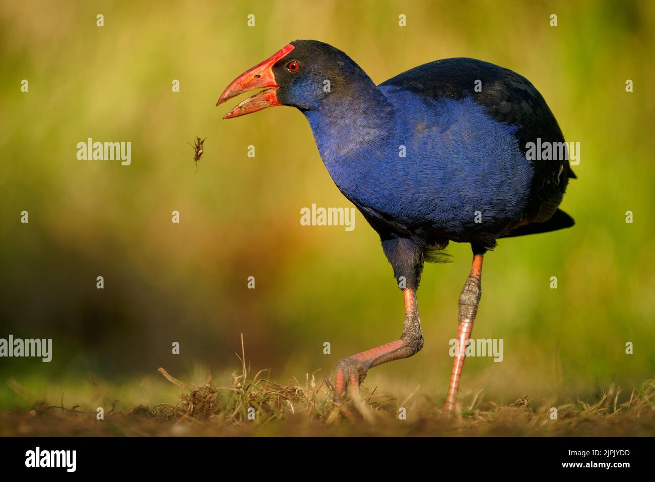 Australasian swamphen (Porphyrio melanotus), a beautiful interesting ...