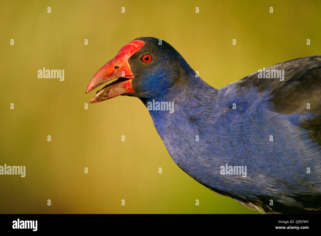 Australasian swamphen (Porphyrio melanotus), a beautiful interesting ...