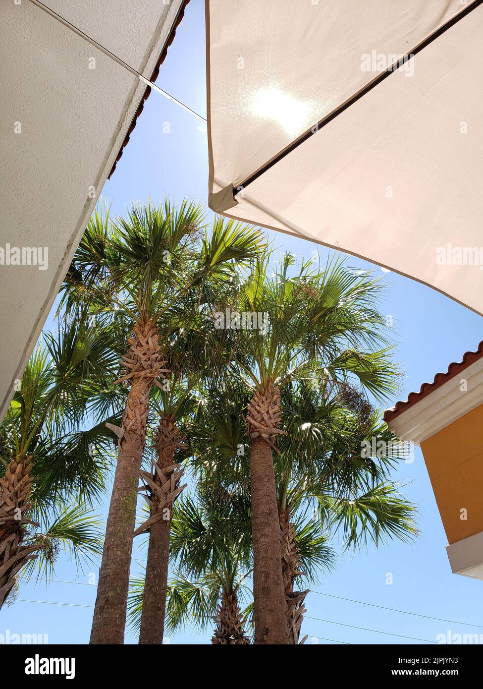 A group of palmetto trees next to a canopy, Florida Stock Photo - Alamy