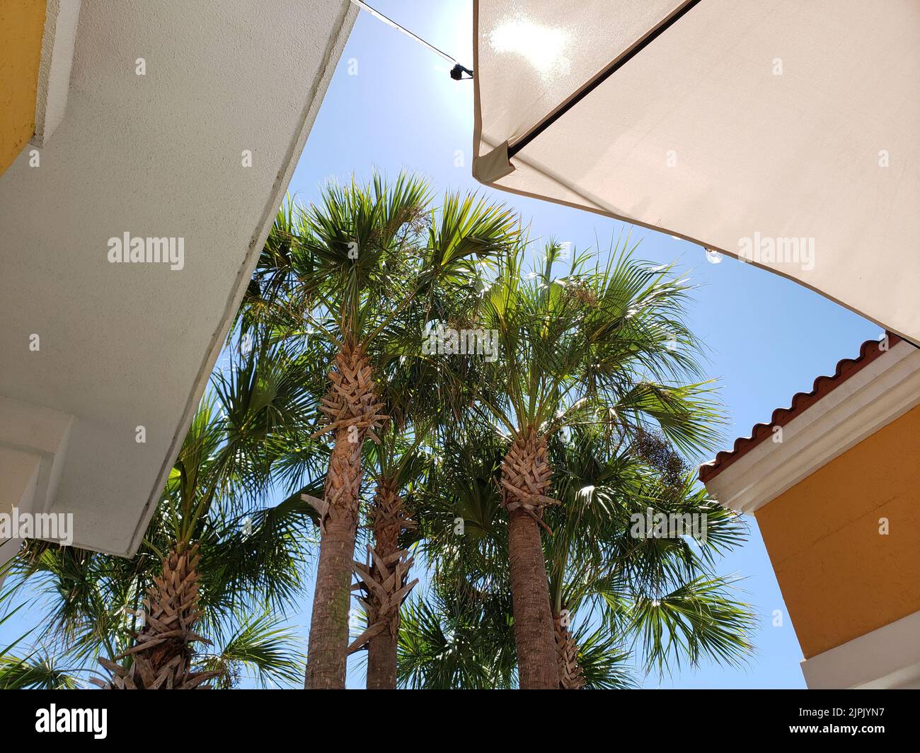 A group of palmetto trees next to a canopy, Florida Stock Photo - Alamy