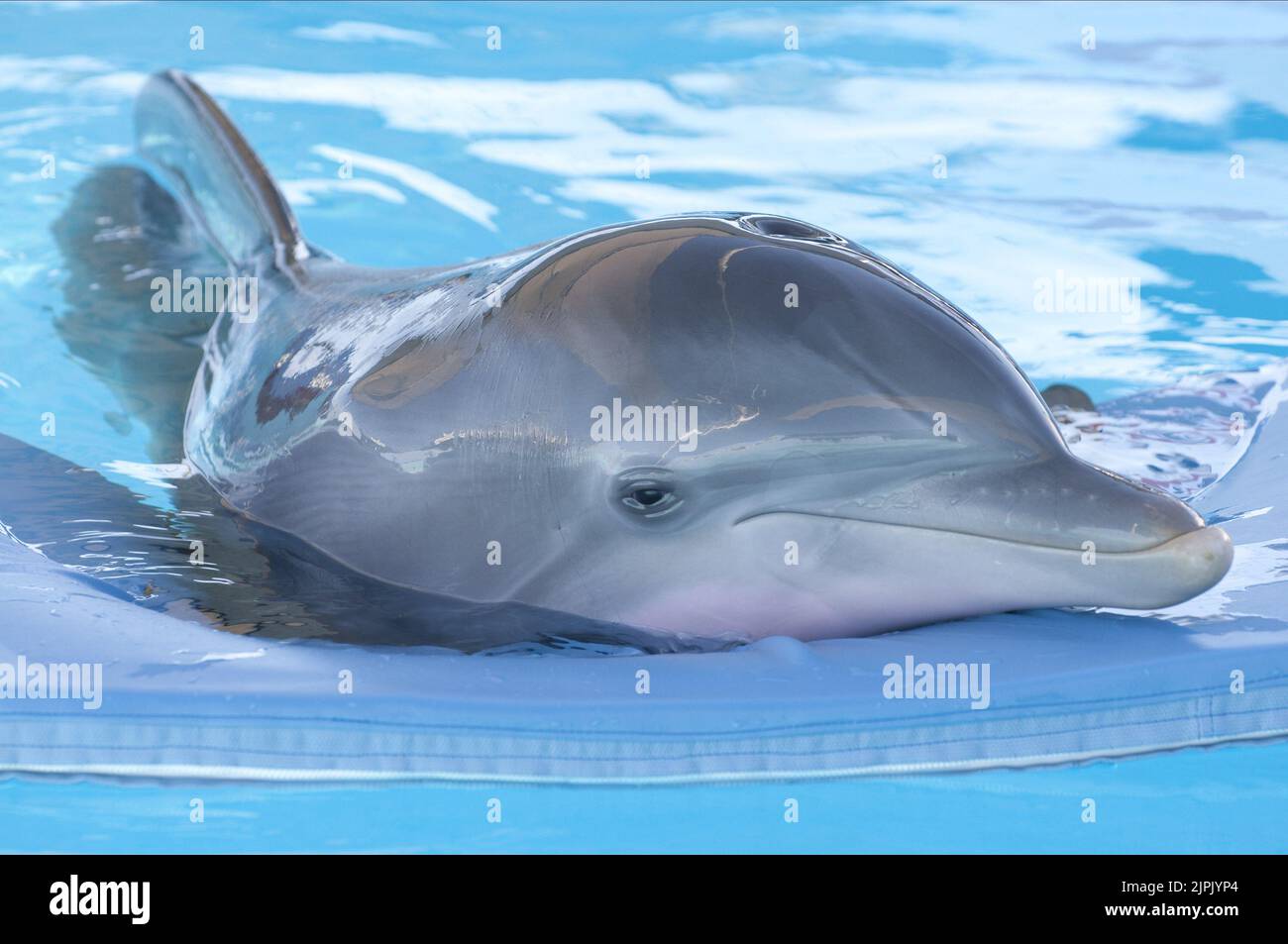 WINTER, DOLPHIN TALE, 2011 Stock Photo - Alamy