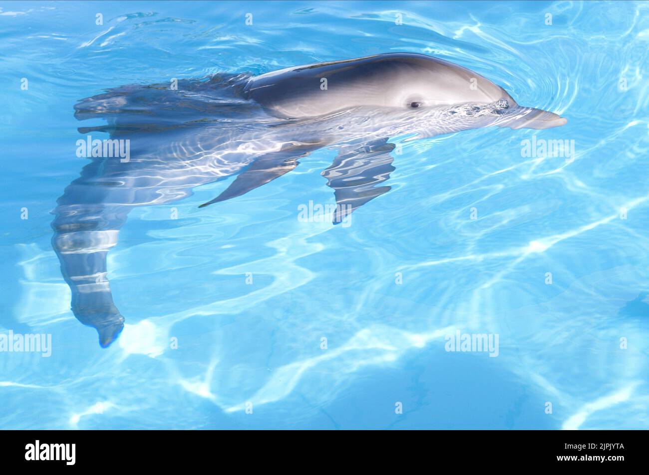 WINTER, DOLPHIN TALE, 2011 Stock Photo - Alamy