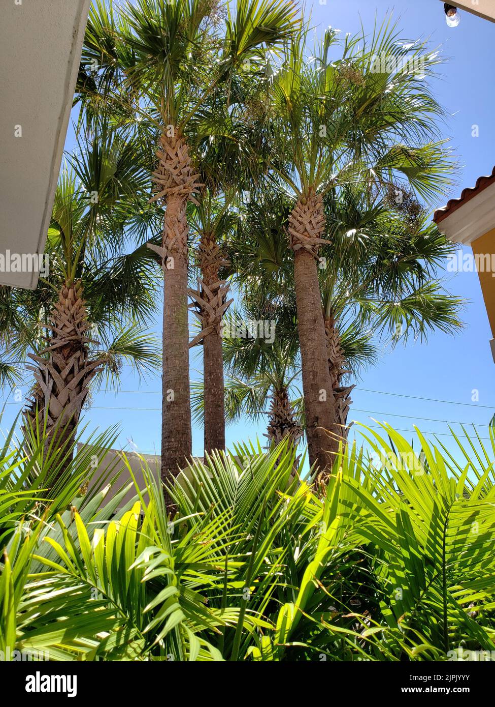 A group of palmetto trees next to a canopy, Florida Stock Photo - Alamy