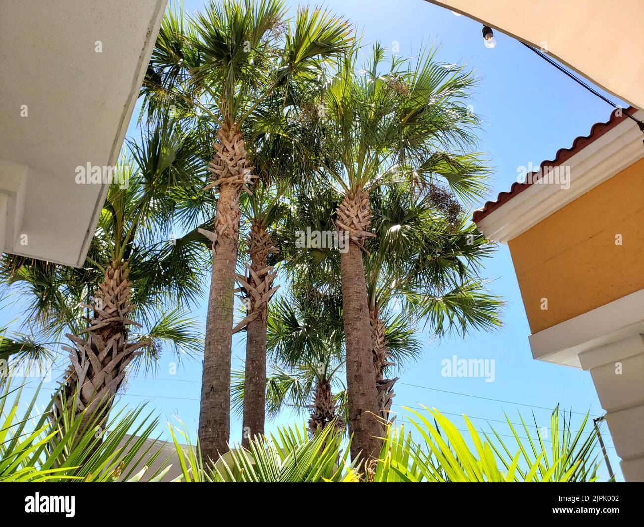 A group of palmetto trees next to a canopy, Florida Stock Photo - Alamy