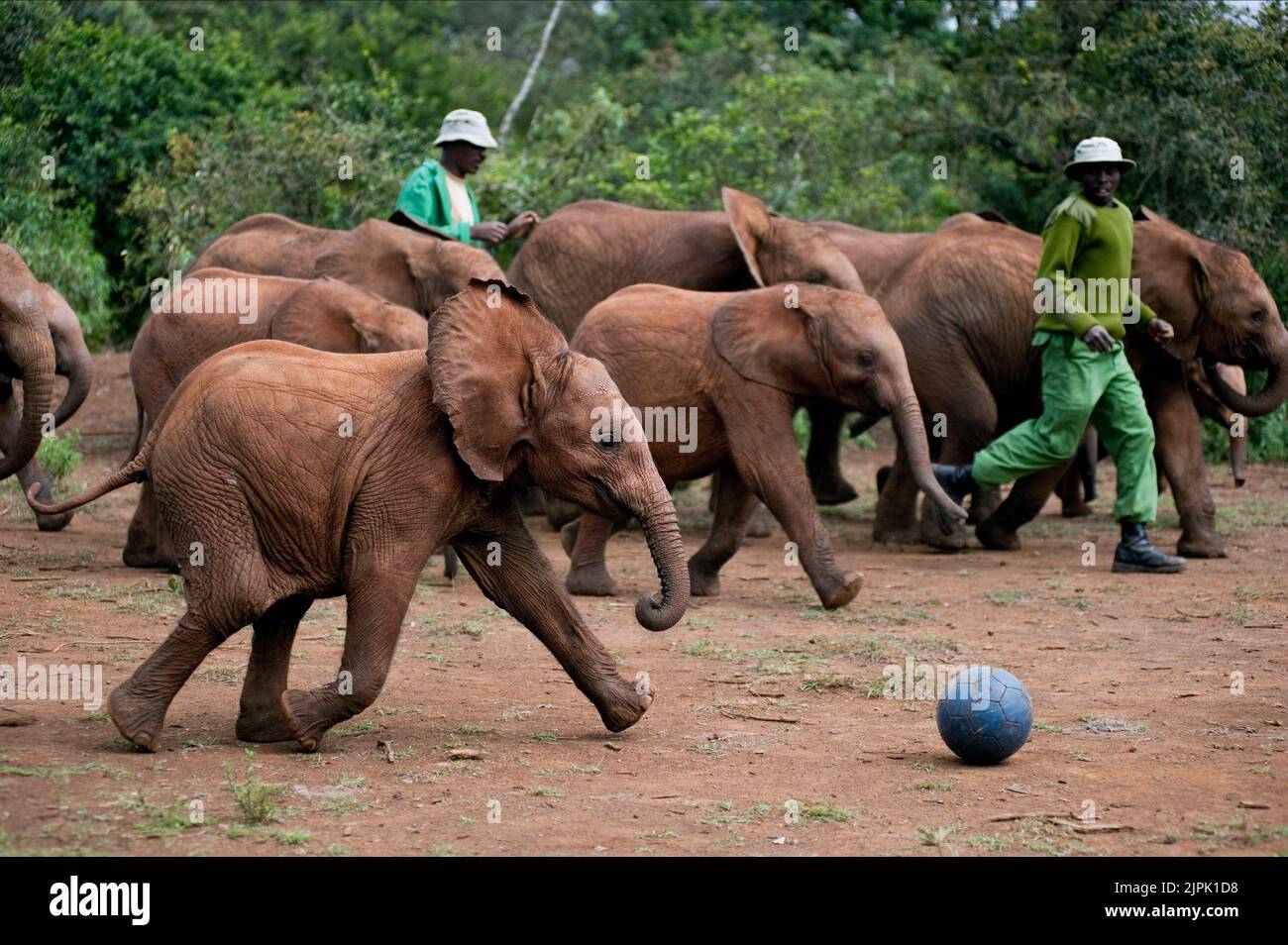ELEPHANT FOOTBALL, BORN TO BE WILD, 2011 Stock Photo - Alamy