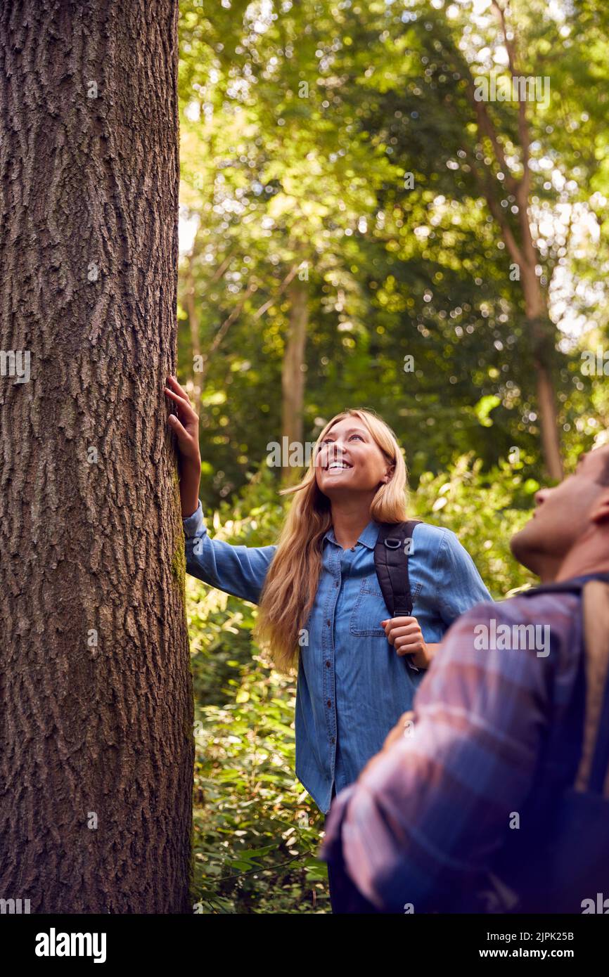 couple, tree, forest, touching, looking up, pairs, trees, forests, wood ...