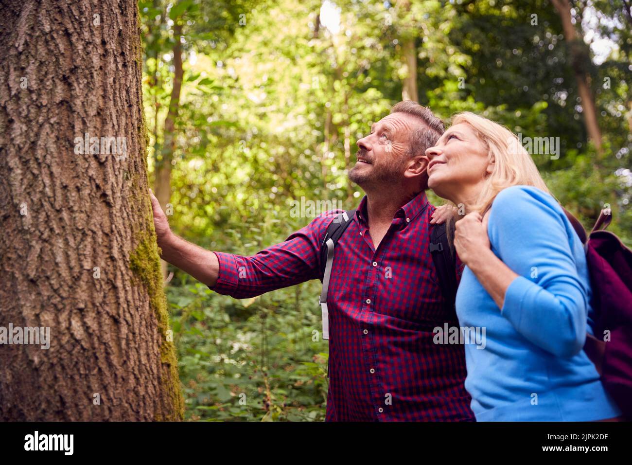 couple, forest, tree trunk, touching, looking up, pairs, forests, wood ...