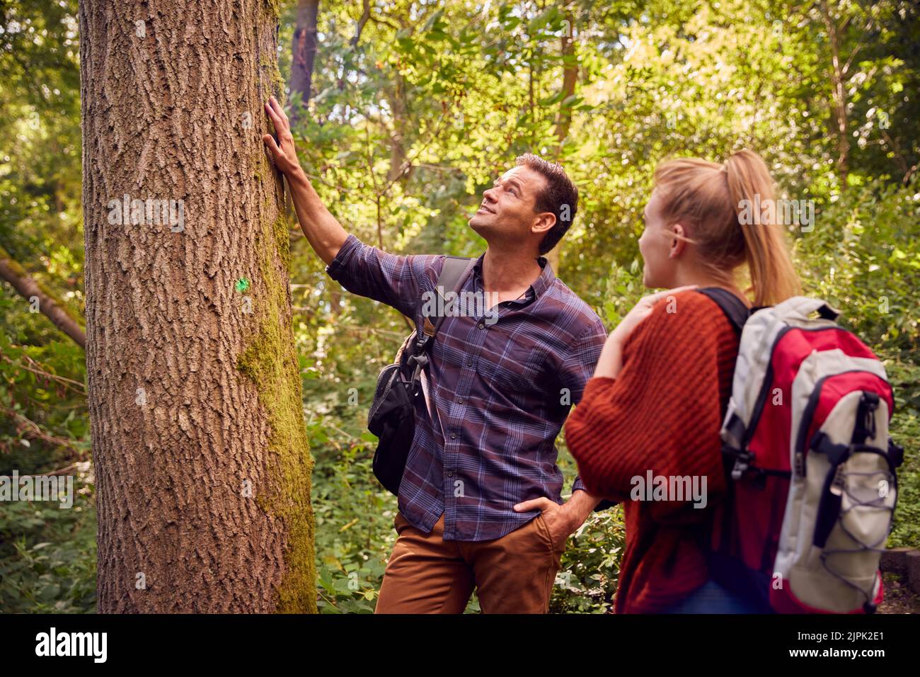 couple, tree, tree trunk, touching, looking up, pairs, trees, trunks ...