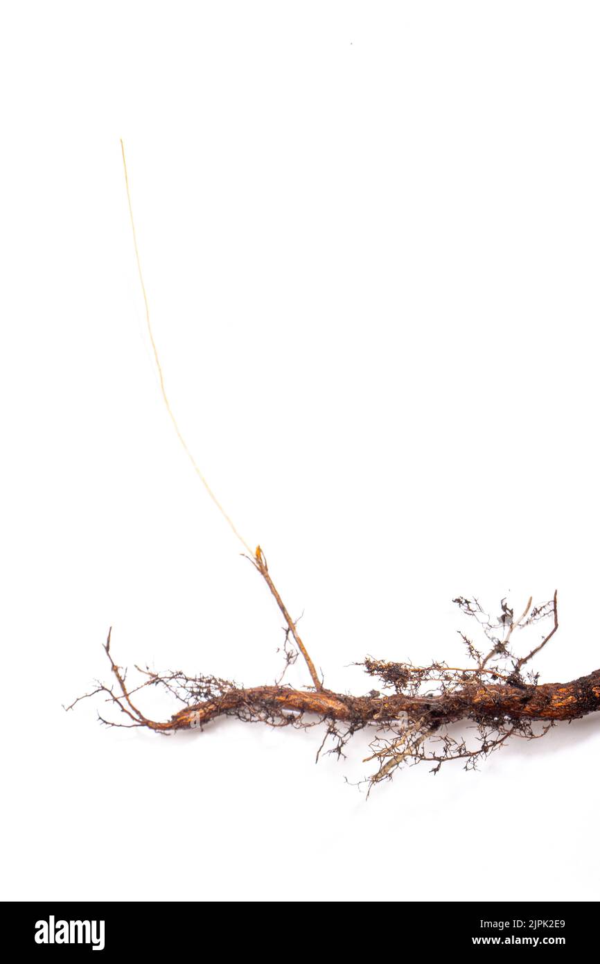 Tree with roots cutout hi-res stock photography and images - Alamy